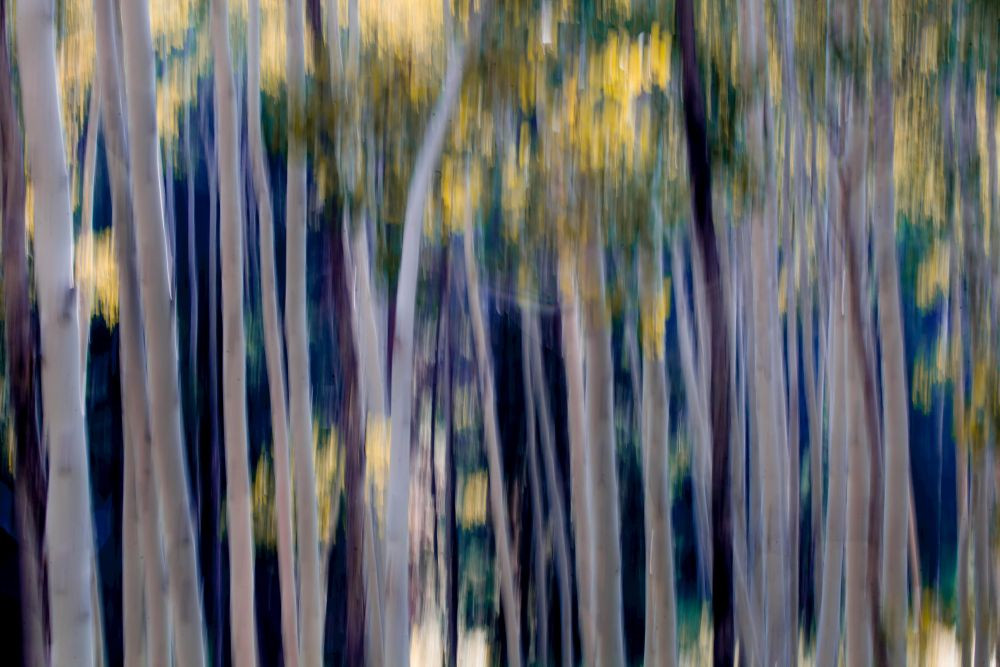 Blurred image of aspen trees in a forest; Edwards, Colorado, United ...