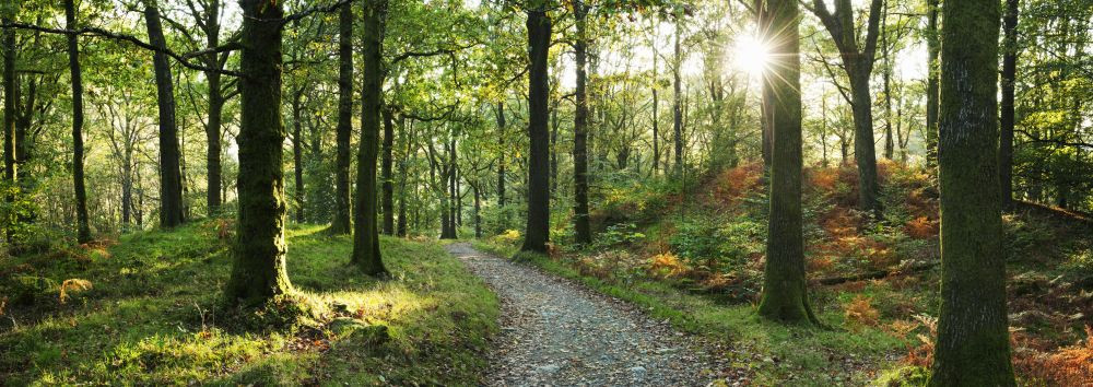 Path Through Forest, Keswick, Cumbria, England Poster Print by Jeremy ...