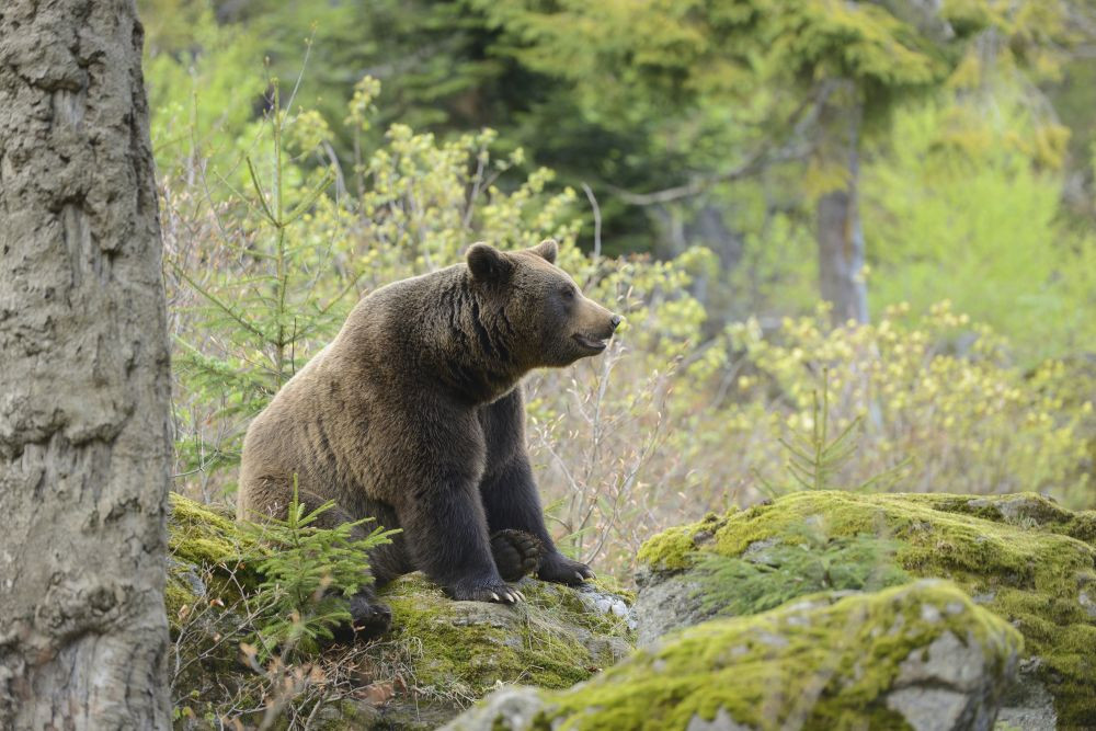 European Brown Bear