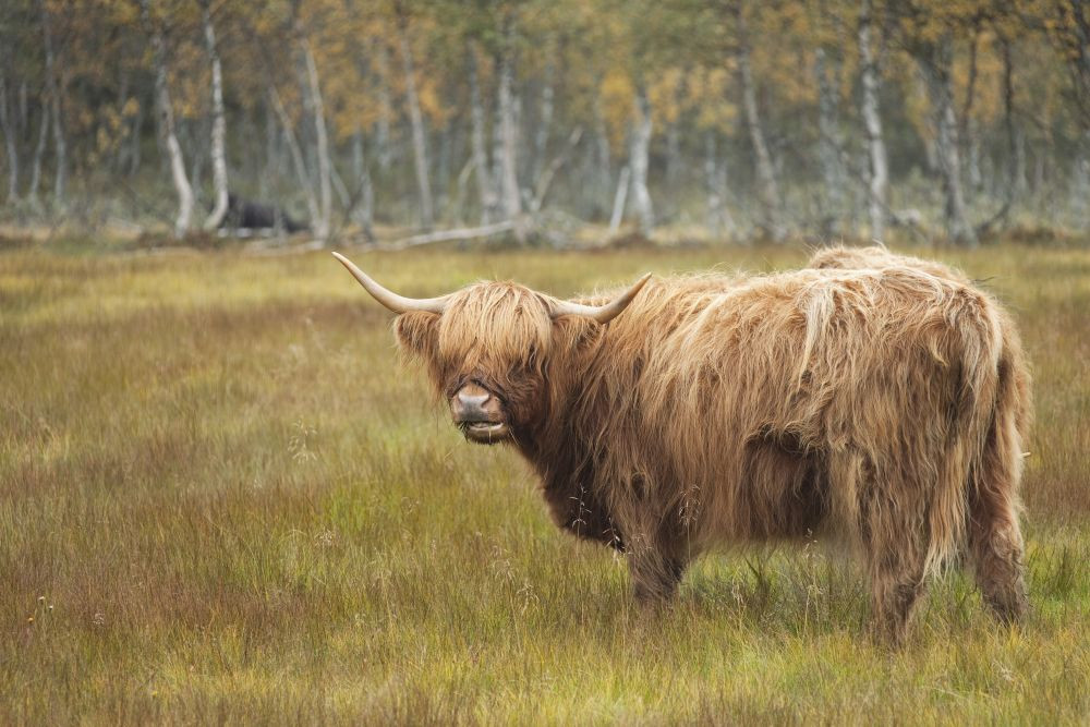 Highland Cattle Poster Print by Christina Krutz (17 x 11) - Posterazzi