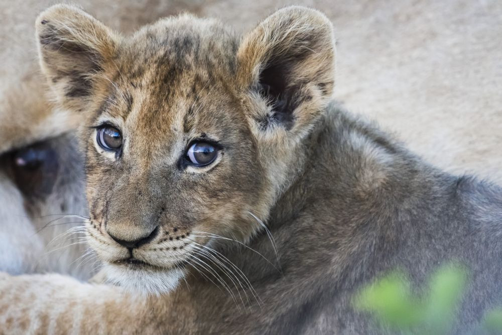 Lion Cub (Panthero Leo), Sabi Sand Area; South Africa Poster Print by ...