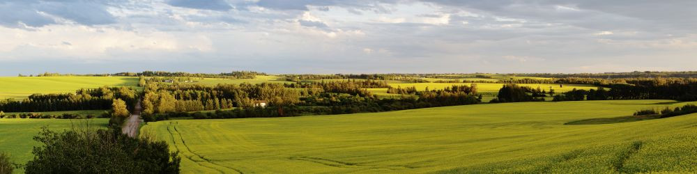Panoramic landscape view of the Sturgeon River Valley with canola crops ...