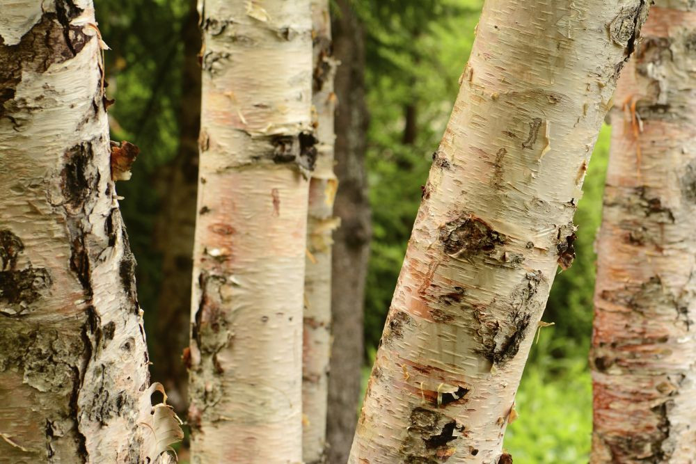 Yellow Birch Yellow Birch SBVPA