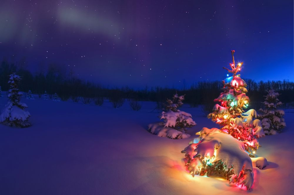 Small tree outdoors with Christmas lights under starry sky; Alberta ...
