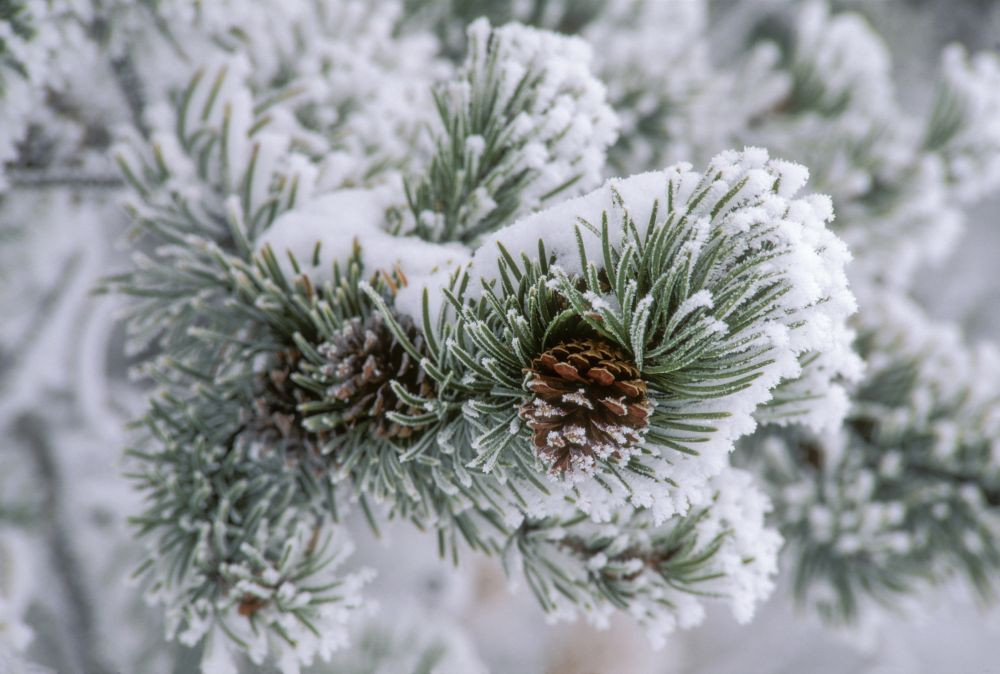Pine Tree Branch Snow