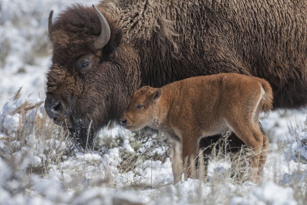 An American bison (Bison bison) calf stands next to an adult in ...