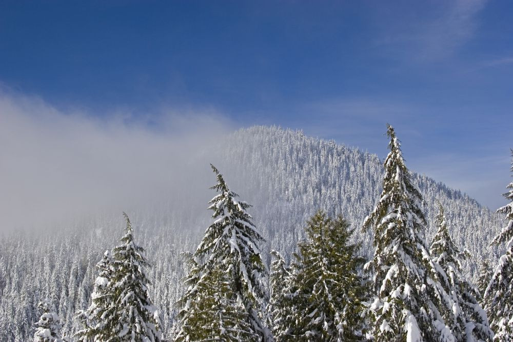 Evergreen Trees In Snow