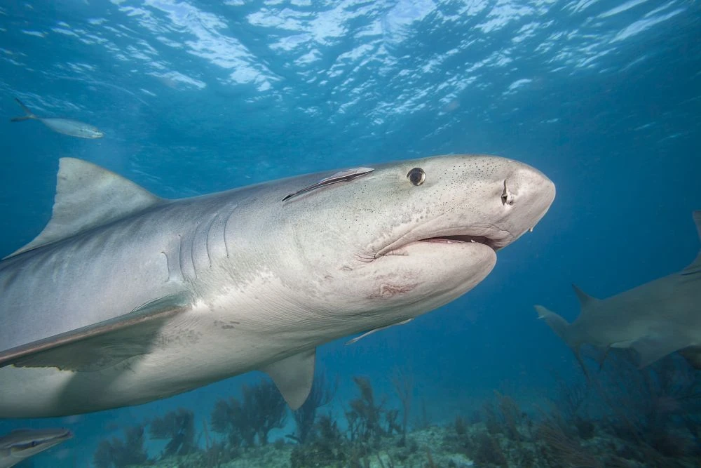 Low angle underwater view of a Tiger shark (Galeocerdo cuvier) swimming ...
