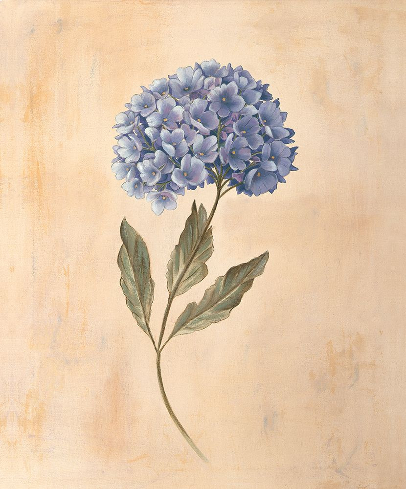 Hydrangea Poster Print - Virginia Huntington - Posterazzi