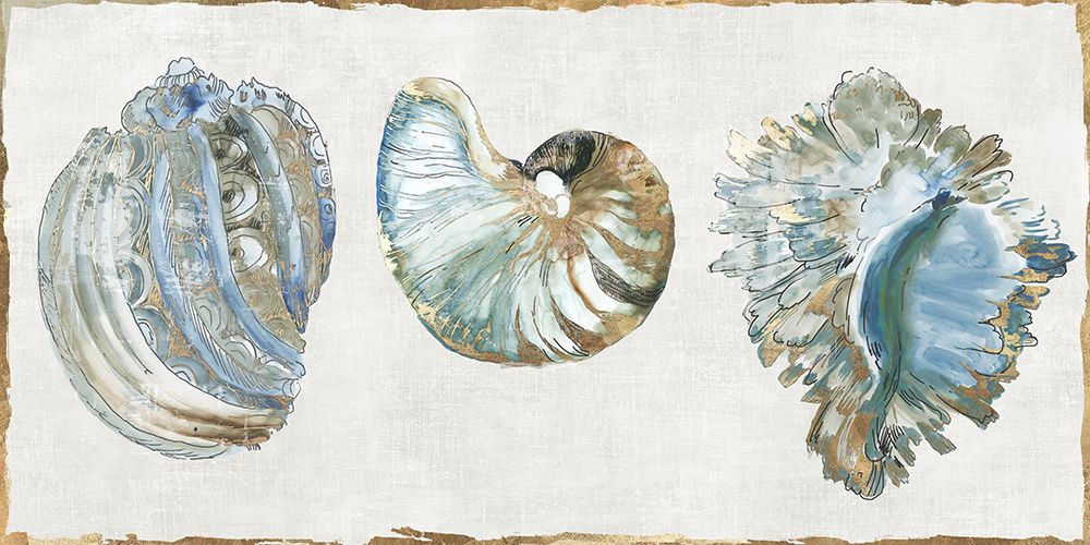 Golden Blue Shells Poster Print - Aimee Wilson - Posterazzi