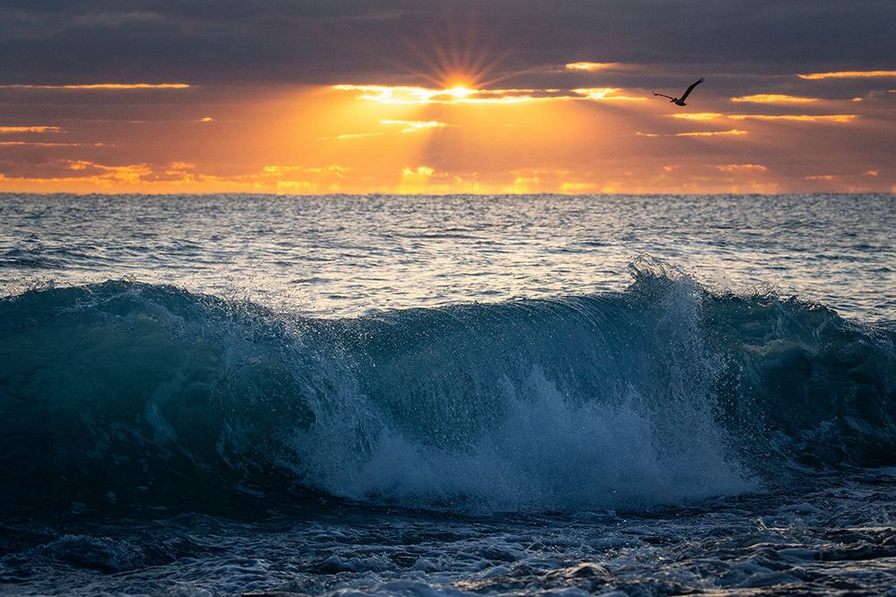 Pelican at Dawn Poster Print - Patrick Zephyr - Posterazzi
