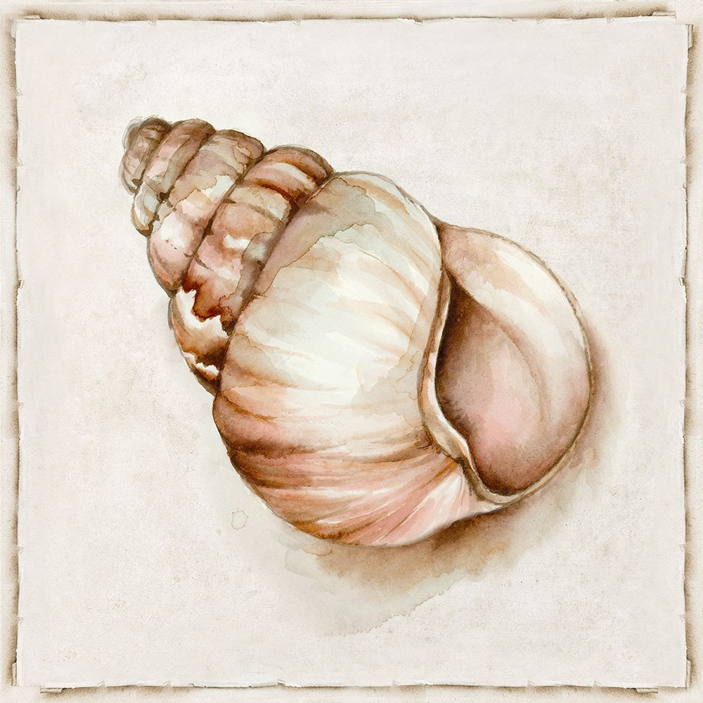 Pink Vintage Shell I Poster Print - Eli Jones - Posterazzi