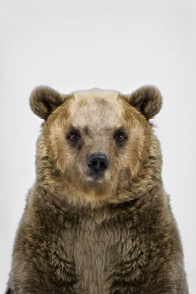 Bear Poster Print - and Seb Sisi - Posterazzi