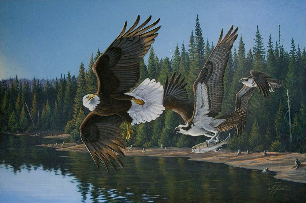 Eagle Osprey Poster Print - Wilhelm Goebel - Posterazzi