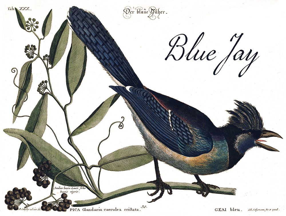 Blue Jay Poster Print - Apple Collection Vintage - Posterazzi