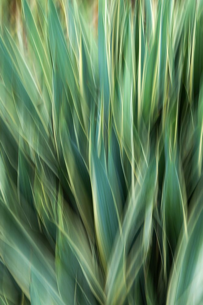 Agave Abstract Poster Print - Kathy Mahan - Posterazzi