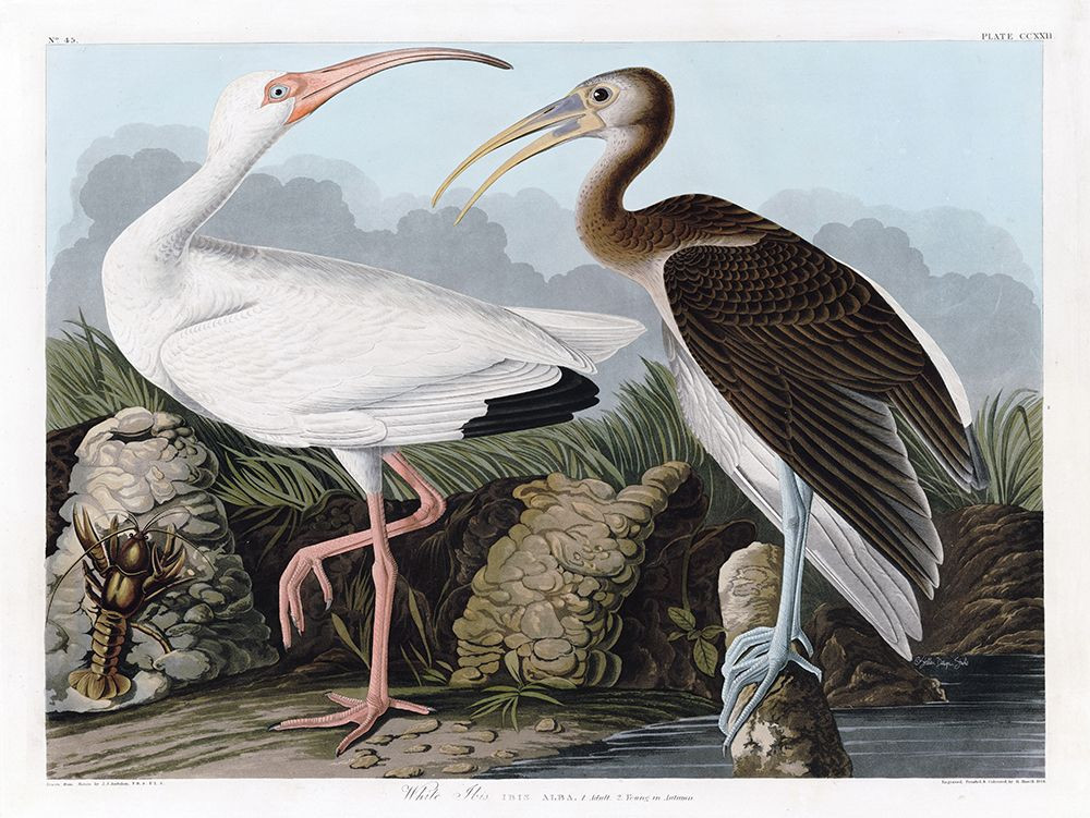 White Ibis Poster Print - Design Studio Stellar - Posterazzi