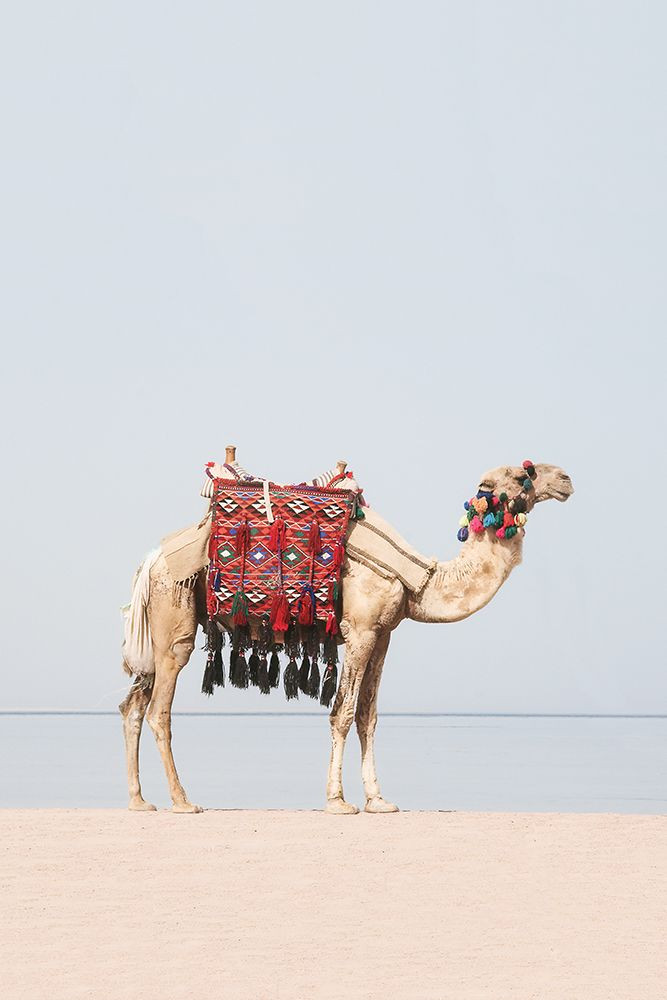 Camel In The Desert Poster Print - and Seb Sisi - Posterazzi