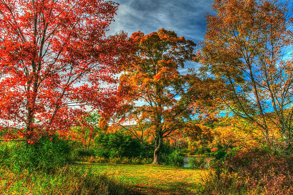 Tillson Lake Trees Poster Print - Robert Goldwitz - Posterazzi
