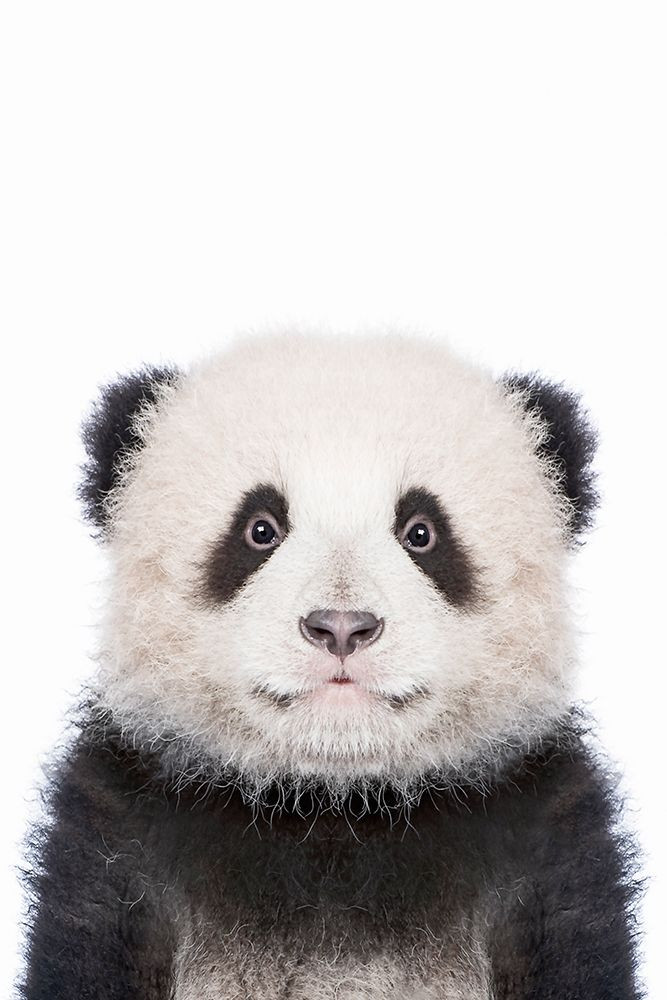 Panda Poster Print - and Seb Sisi - Posterazzi