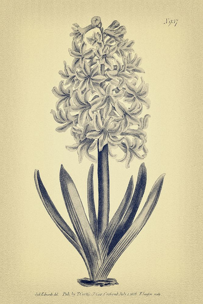 Gray and Yellow Hyacinth Botanical Poster Print - GST - Posterazzi