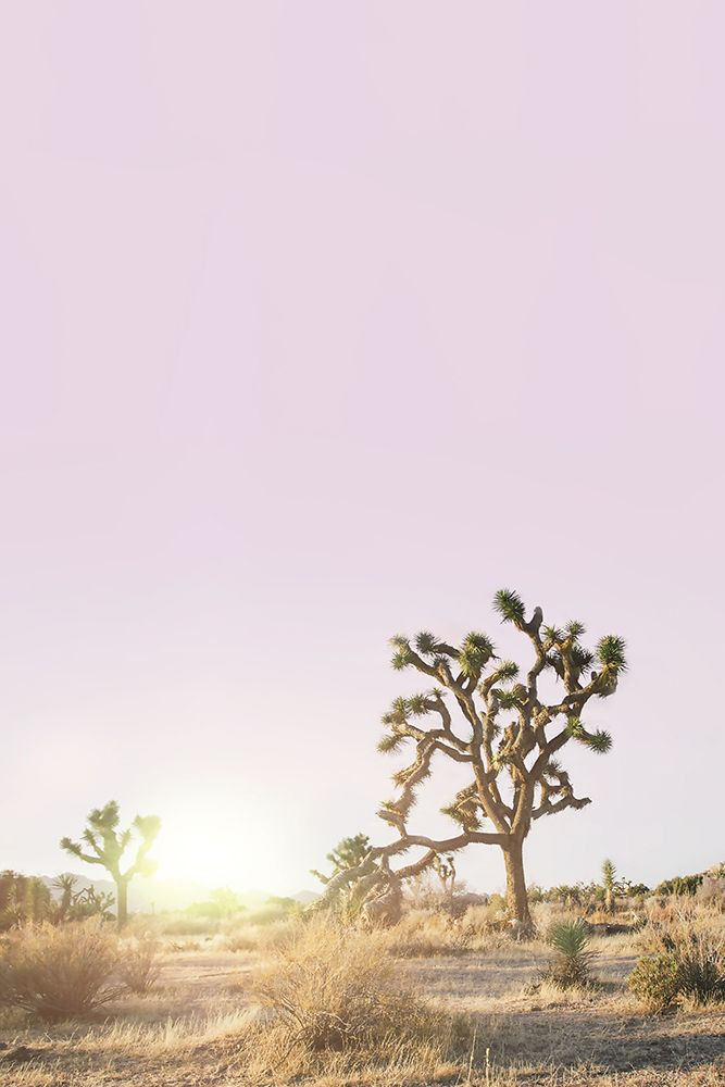 Joshua Tree Sunset Poster Print - and Seb Sisi - Posterazzi