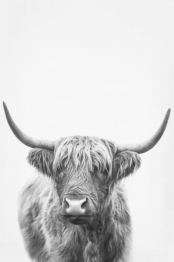 Highland Bull II Poster Print - and Seb Sisi - Posterazzi