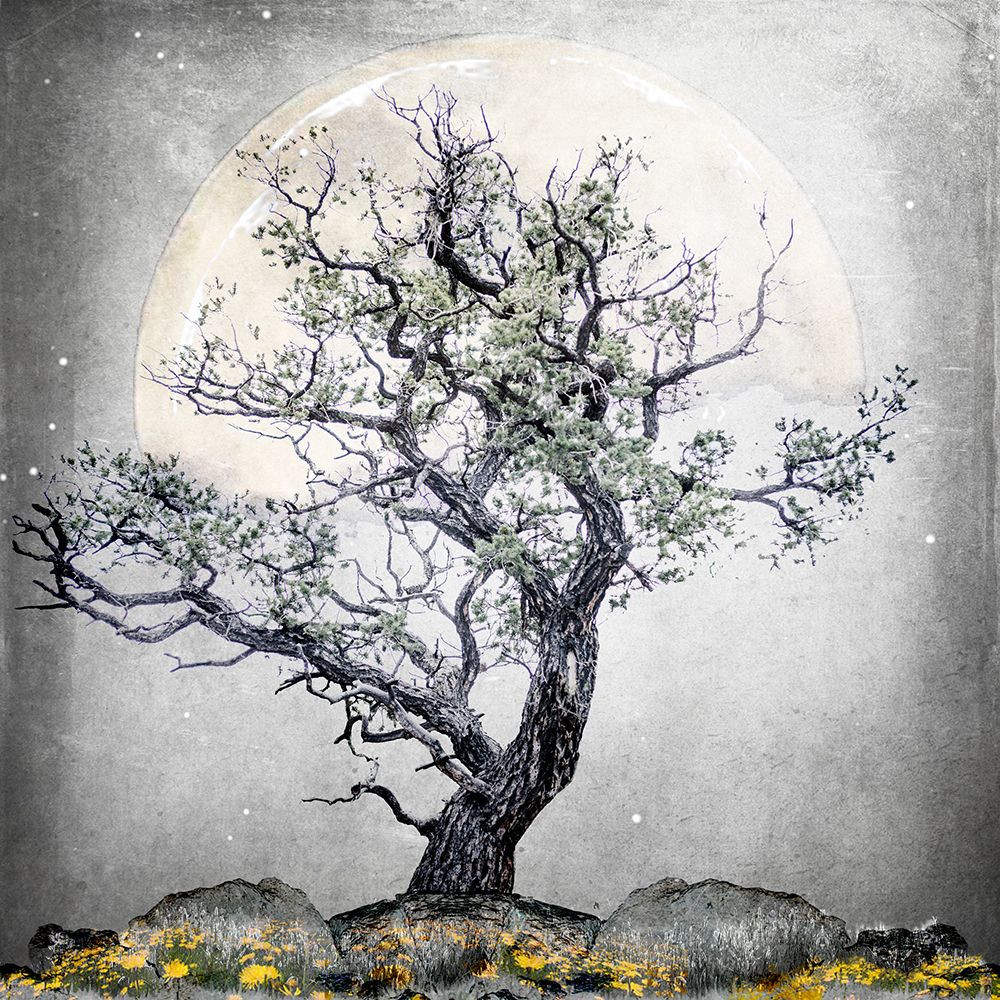 August Tree 5 Poster Print - LightBoxJournal - Posterazzi