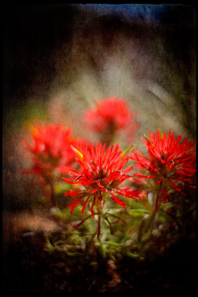 Desert Flower 1 Poster Print - LightBoxJournal - Posterazzi