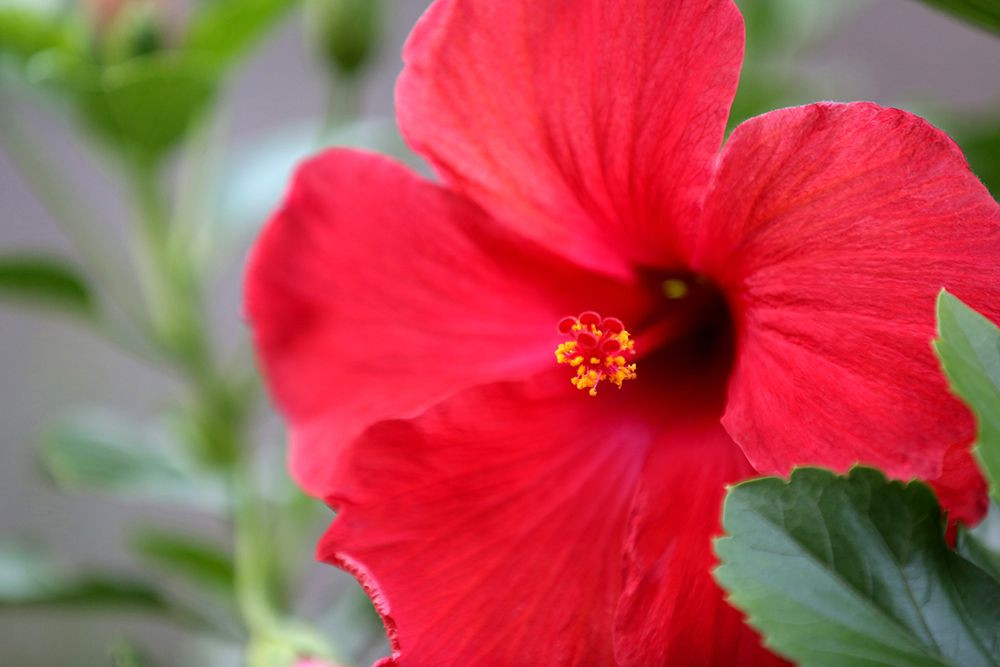 Red Hibiscus Poster Print - Tammy Putman - Posterazzi