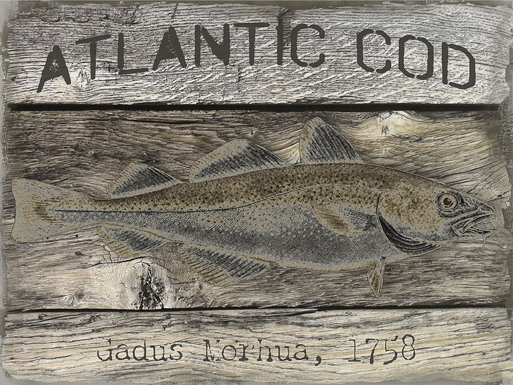 Atlantic Cod Poster Print - GST - Posterazzi
