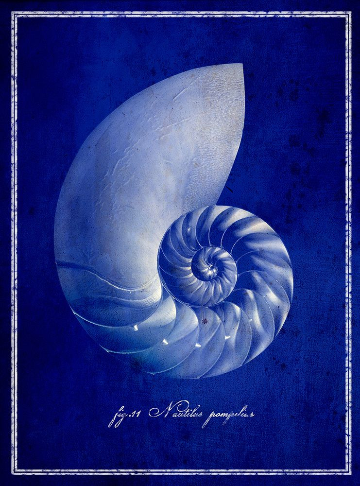 Nautilus Shell Poster Print - ArtLab GI - Posterazzi