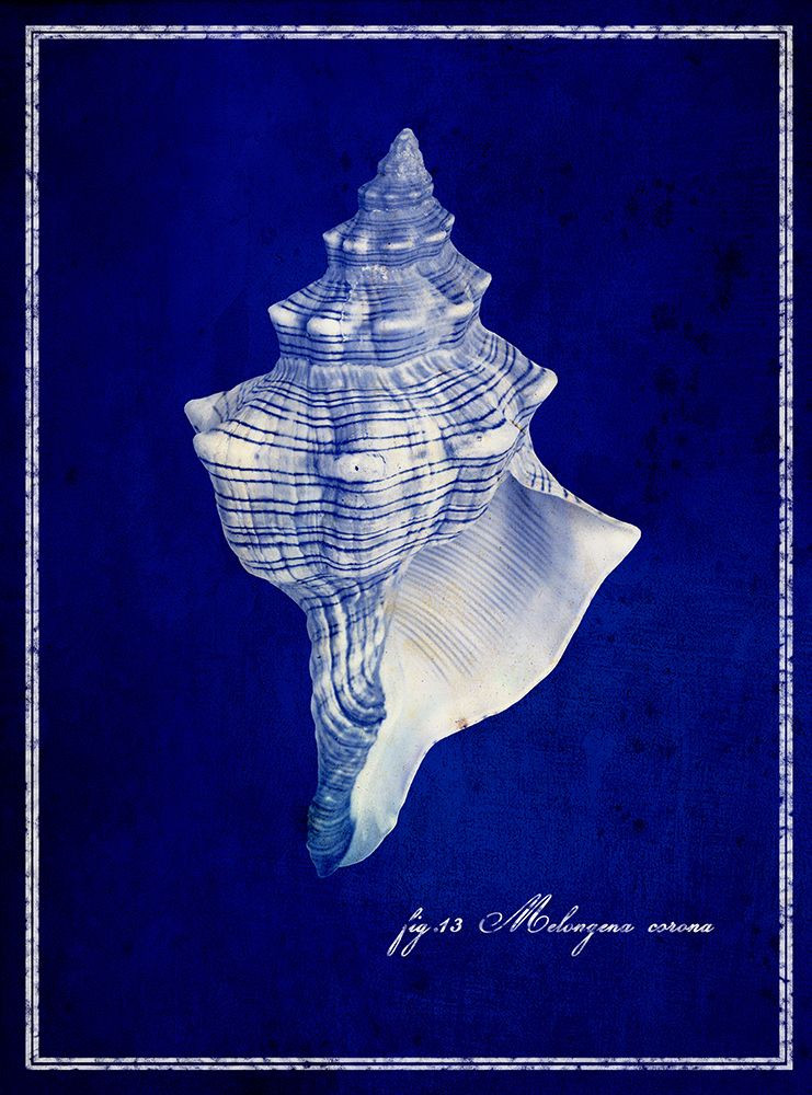 Conch Shell Poster Print - ArtLab GI - Posterazzi