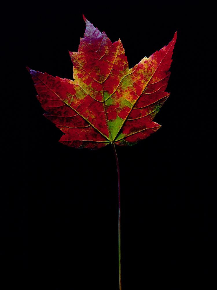 Plate 21 Poster Print - Christopher Griffith - Posterazzi