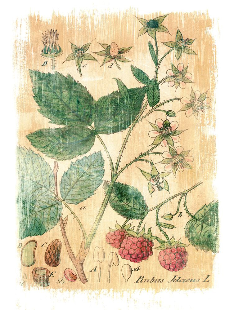 Rubus Jdaeus Poster Print - Thea Schrack - Posterazzi