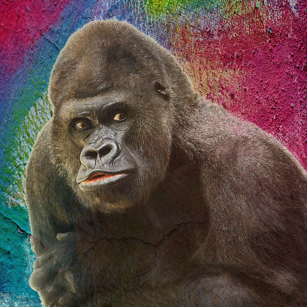Crazy Zoo Poster Print - Jamie Phillip - Posterazzi