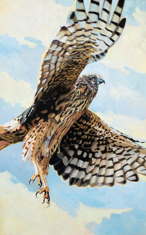 Northern Harrier Poster Print - Max Hayslette - Posterazzi