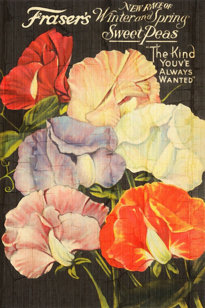 Winter and Spring Sweet Peas Poster Print - GST - Posterazzi