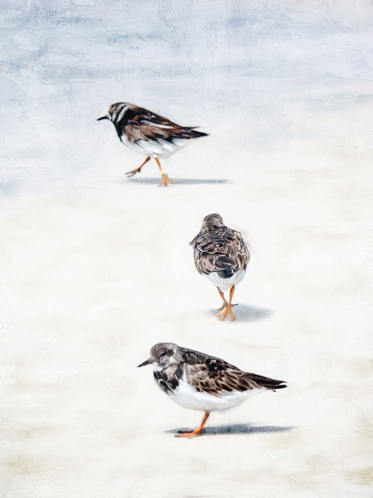 Sandpiper Beach Poster Print - Kimberly Allen - Posterazzi