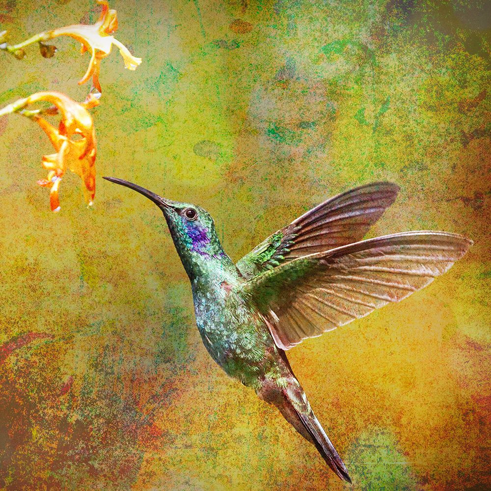 Hummingbird Side View Poster Print - GST - Posterazzi