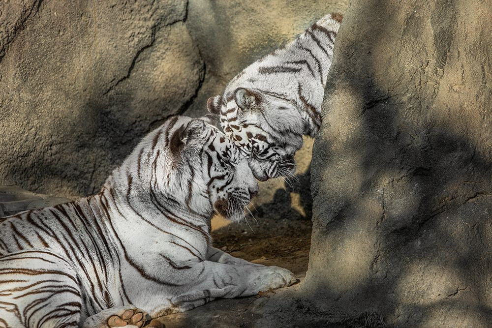 White Tiger Headbutt Poster Print - Online Galloimages - Posterazzi
