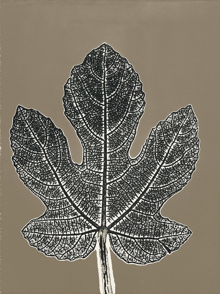 Leaf C2 Poster Print - Studio MMB - Posterazzi