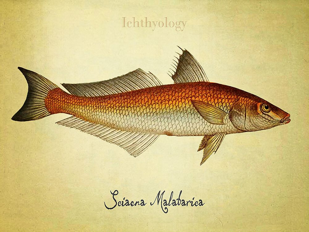 Sciaena Malabaria Poster Print - GST - Posterazzi