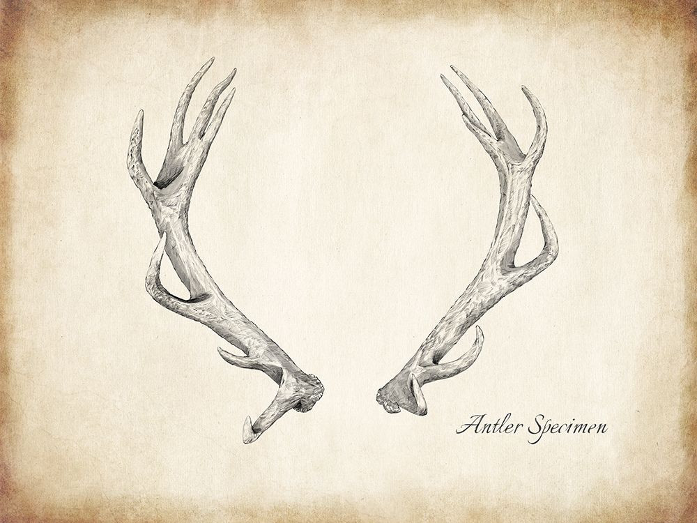 Antler Specimen A Poster Print - Studio SEA - Posterazzi