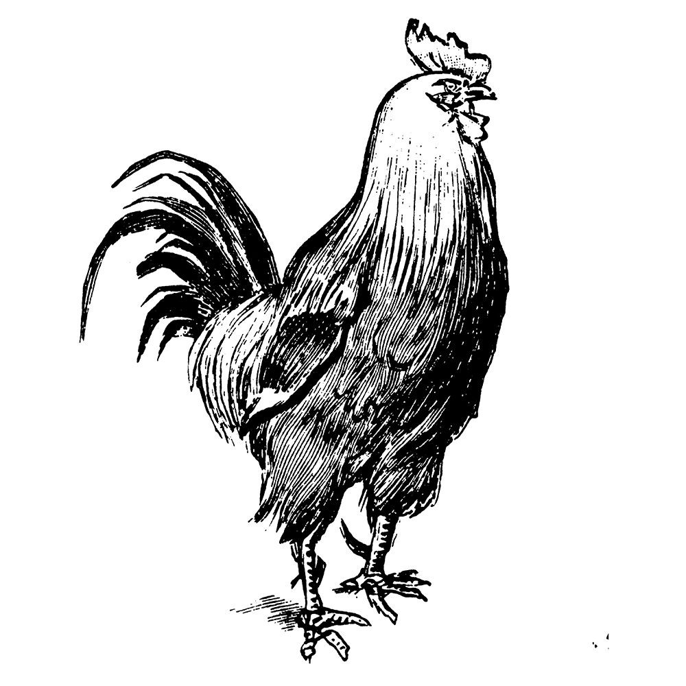 The Rooster Guard Poster Print - Licensing Studio Art - Posterazzi