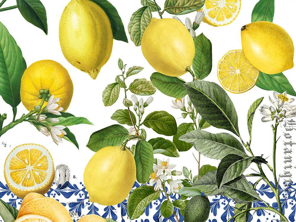 Lemon 4 Poster Print - Christina Rae - Posterazzi