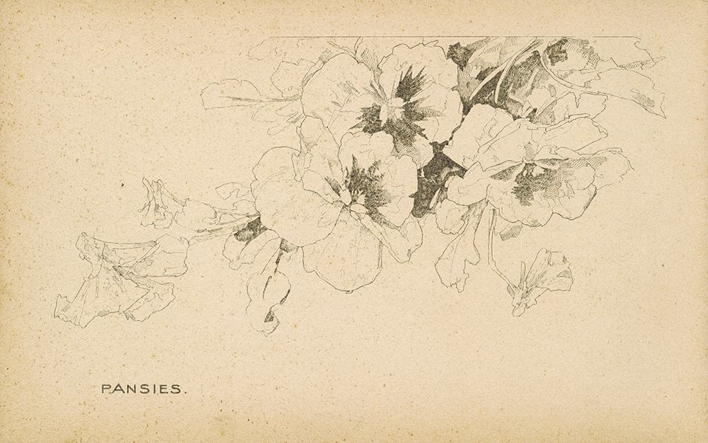 Pansies Poster Print - Licensing Studio Art - Posterazzi