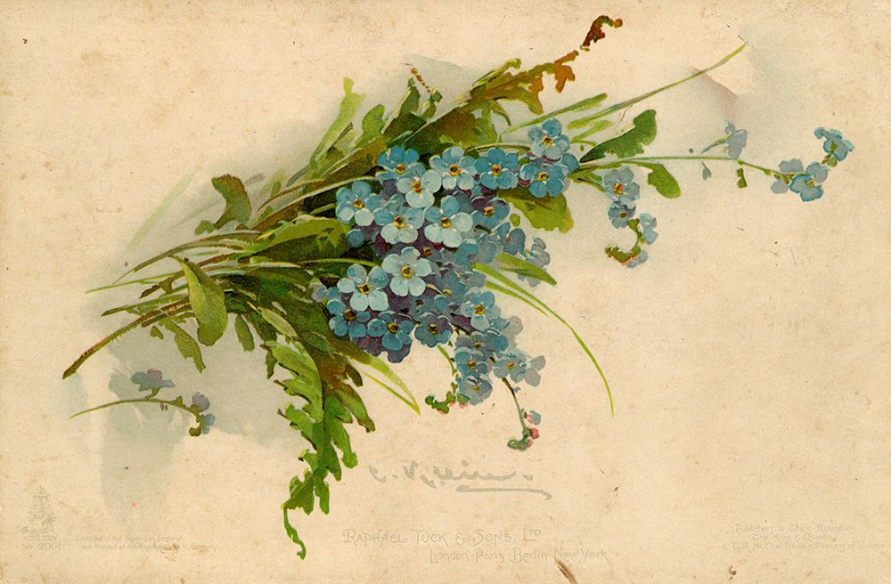 Forget-Me-Not Poster Print - Licensing Studio Art - Posterazzi
