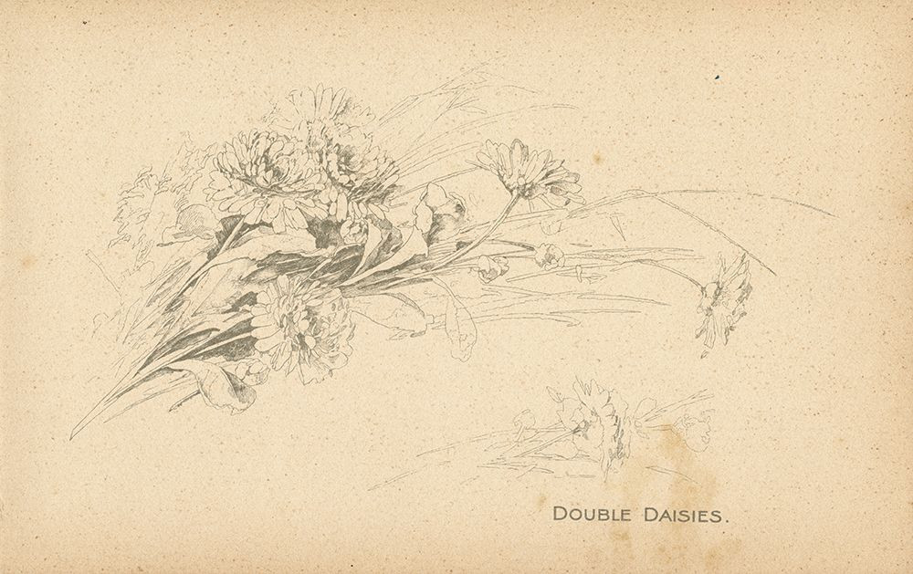 Double Daisies Poster Print - Licensing Studio Art - Posterazzi