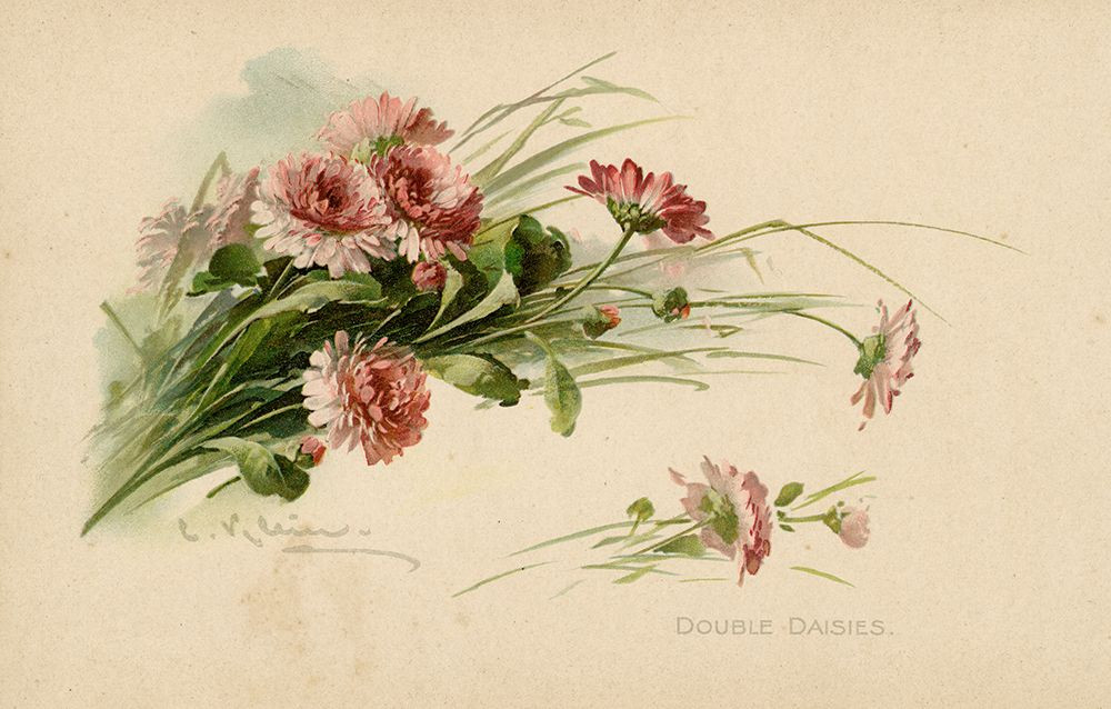 Double Daisies Color Poster Print - Licensing Studio Art - Posterazzi